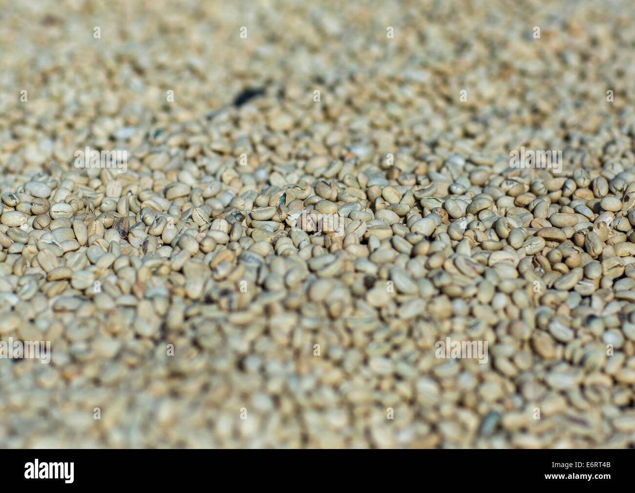 White Coffee Beans Drying In The Sun In A Fair Trade Coffee Farm Stock ...