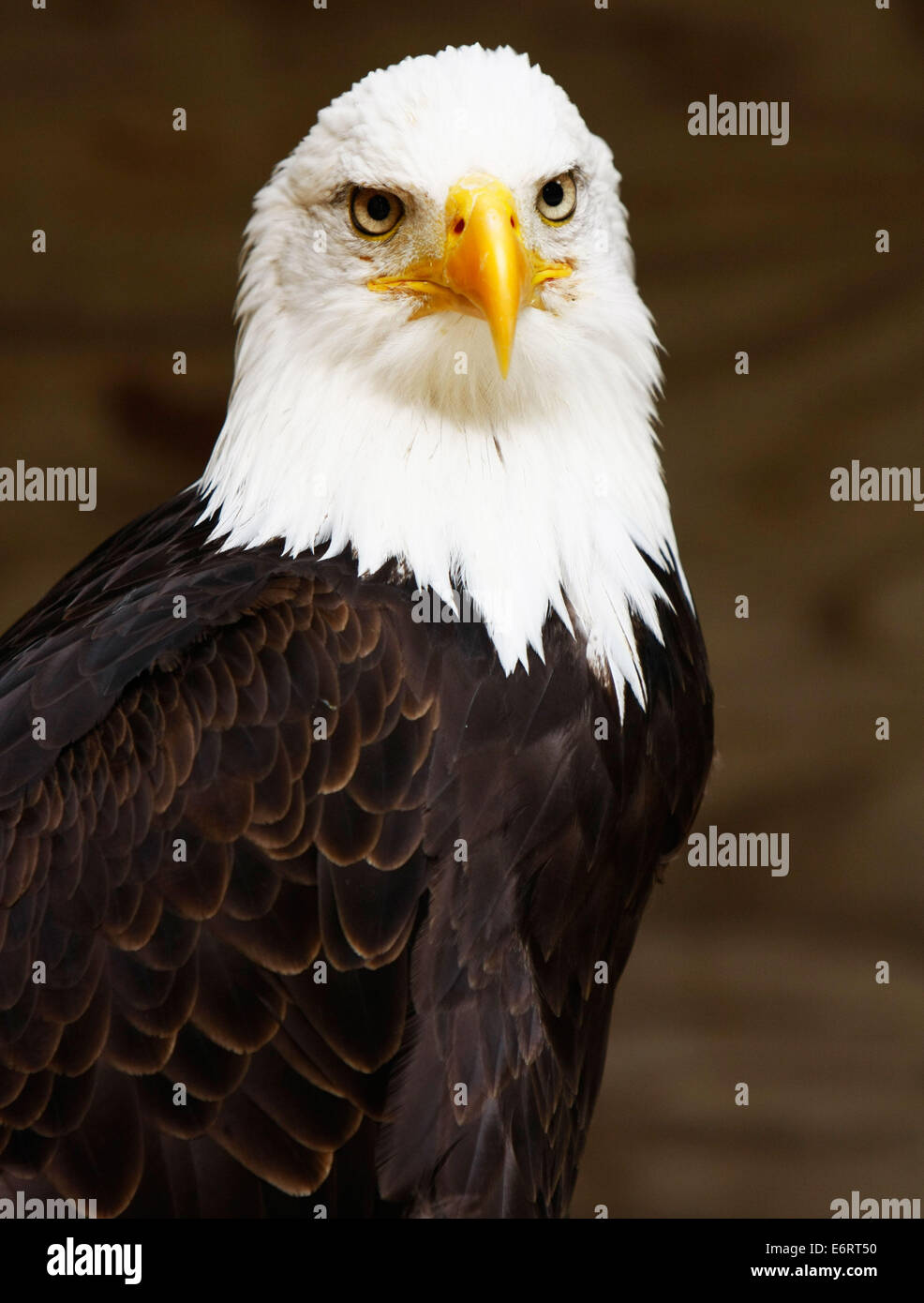 Bald Eagle Close Up Stock Photo - Alamy Bald Eagle Close Up Stock Photo - Alamy