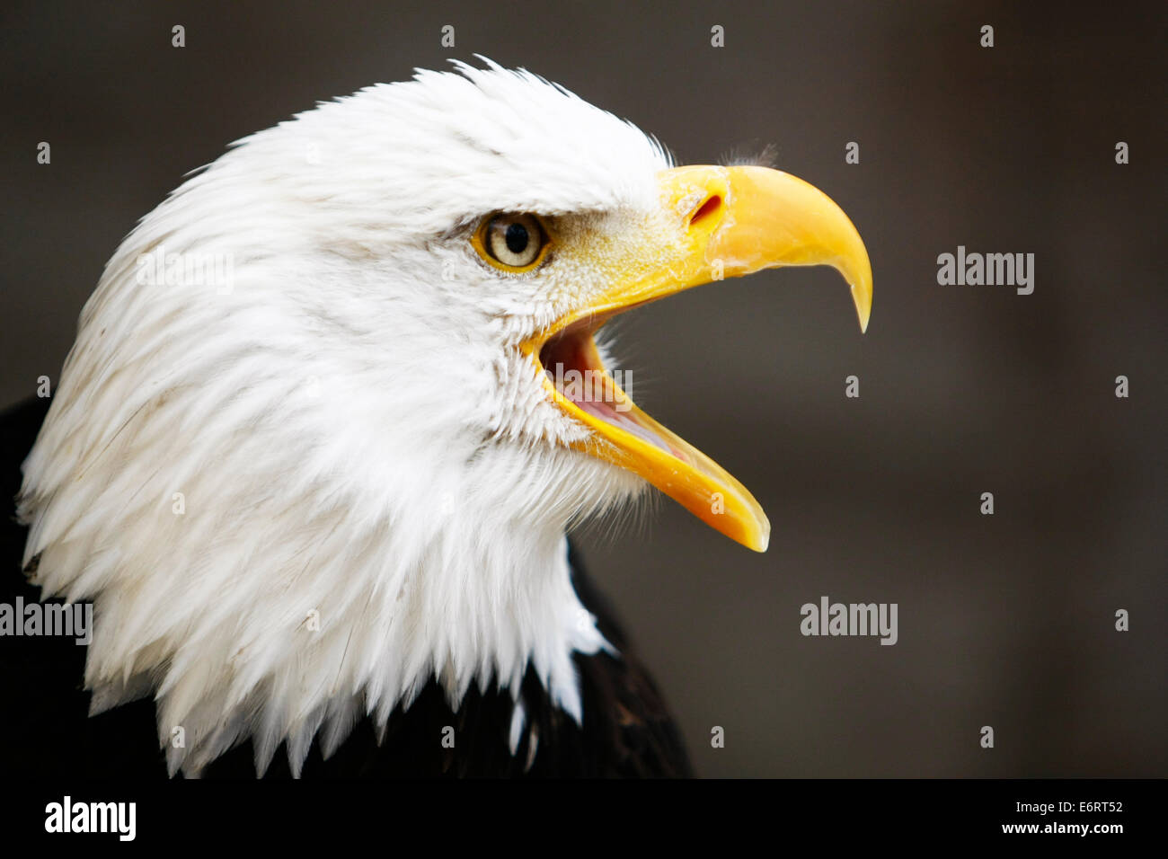 Eagle Calling Close Up Stock Photo - Alamy