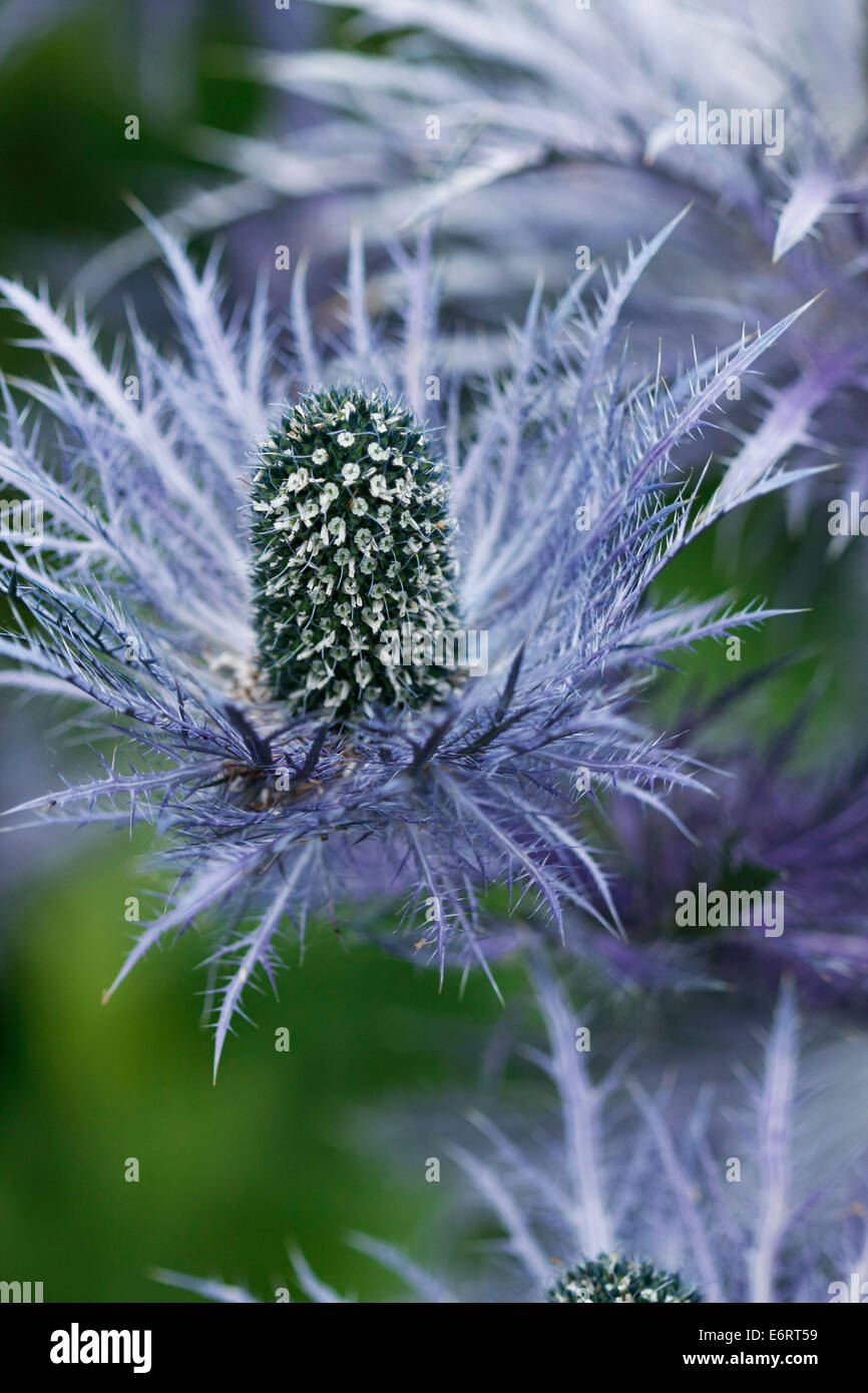 Purple Thistle Plant Stock Photo - Alamy