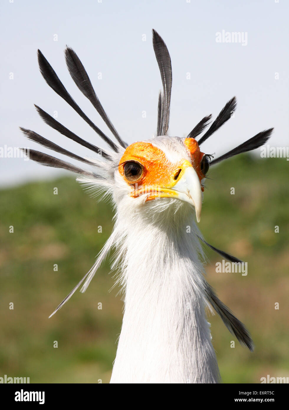 Secretary bird hi-res stock photography and images - Alamy