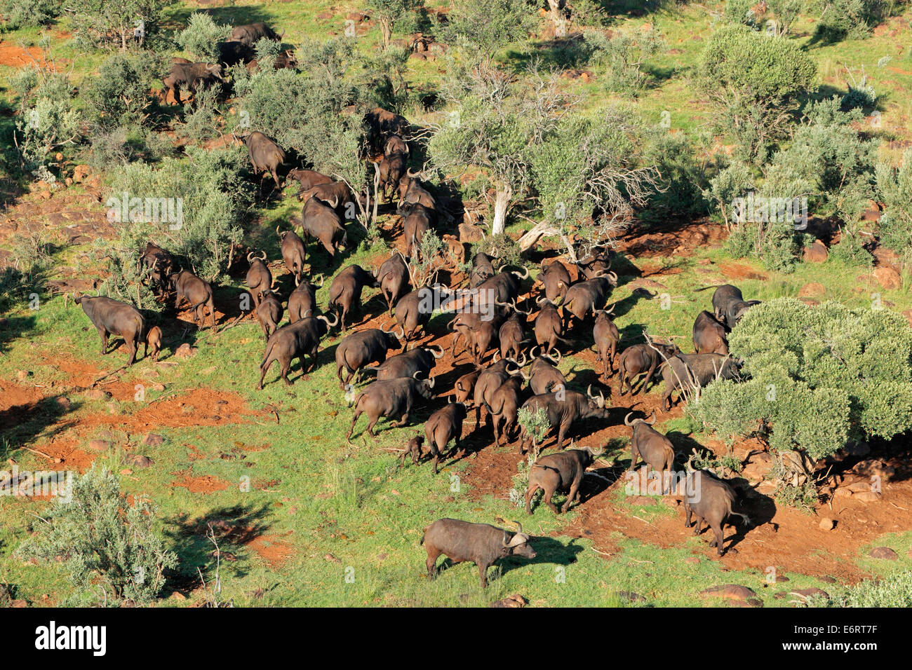 Aerial view of a herd of African or Cape buffaloes (Syncerus caffer ...