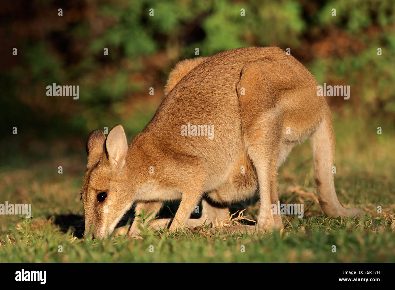 Female Agile Wallaby (Macropus agilis), Kakadu National Park, Northern ...