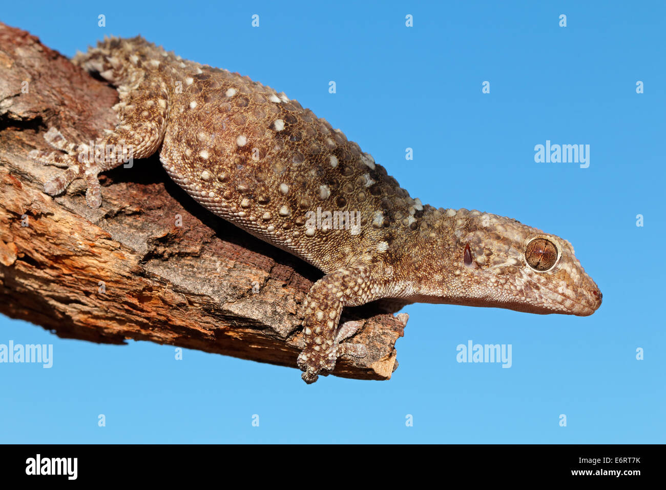 Bibron gecko (Pachydactylus bibronii) on a branch, Kalahari desert ...
