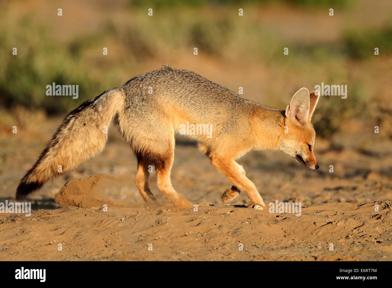 Cape fox (Vulpes chama) outside its den, Kalahari desert, South Africa ...