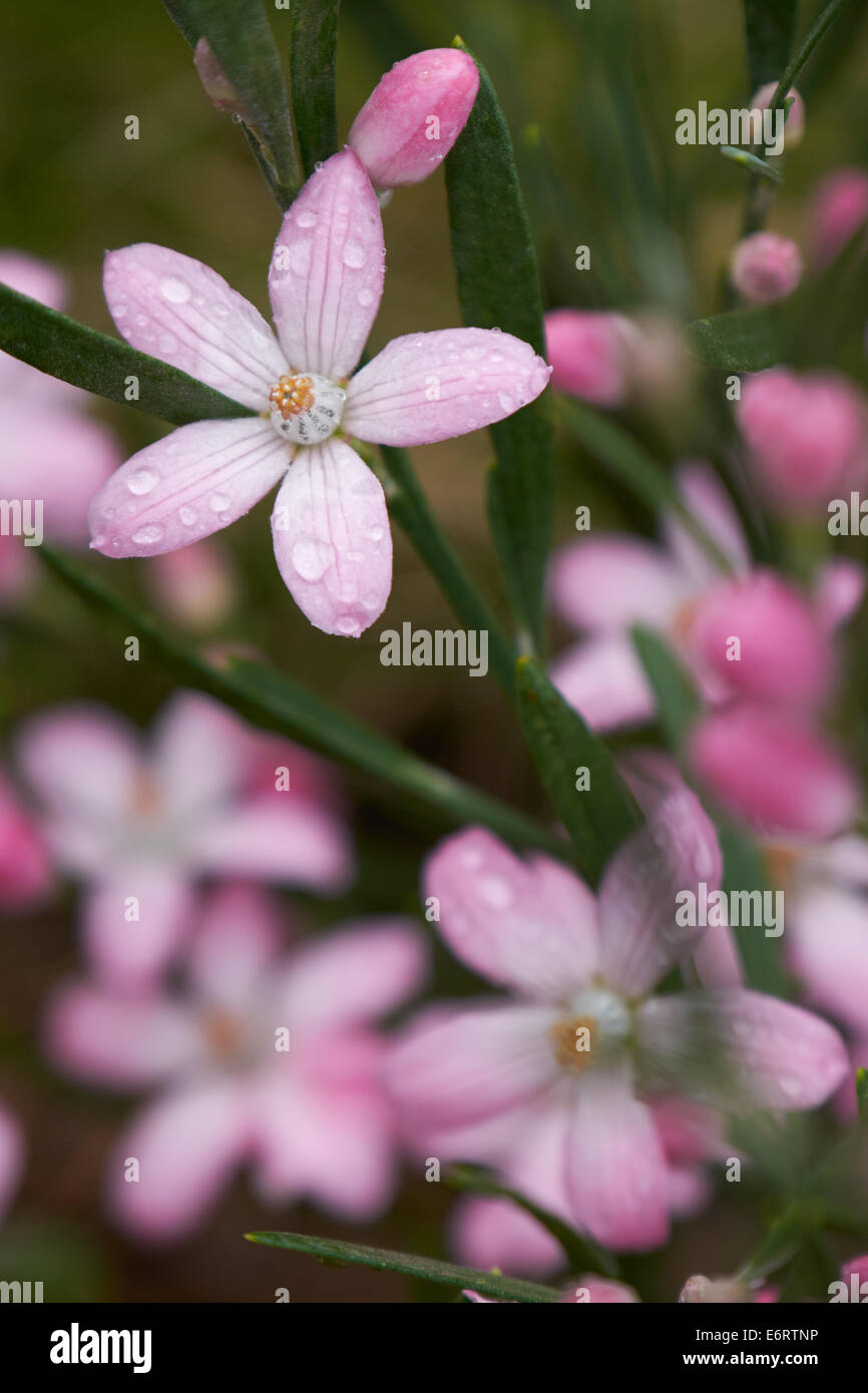 Eriostemon australasius in flower is a common shrub of the Rutaceae ...