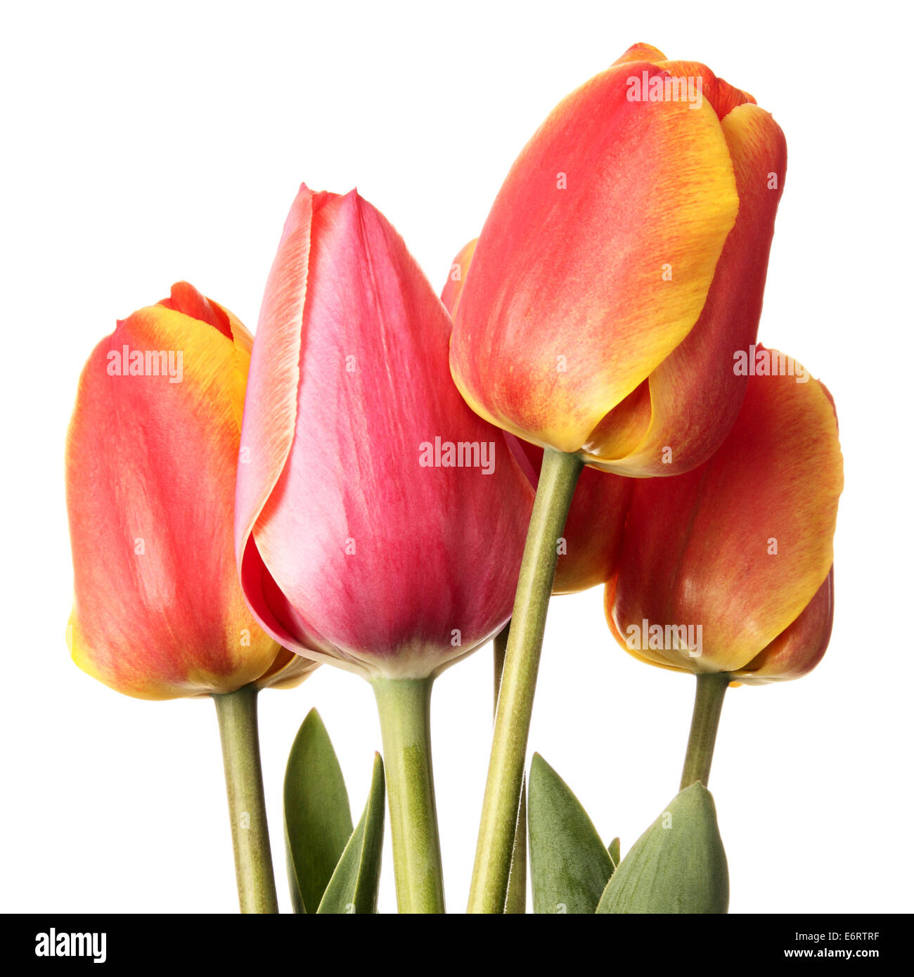 Tulips. Five flowers isolated on a white background Stock Photo - Alamy