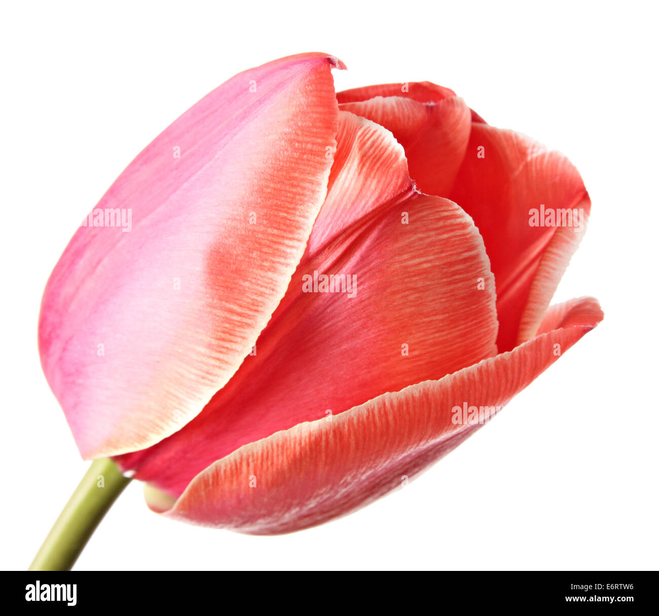 Close-up single tulip flower isolated on a white background Stock Photo ...