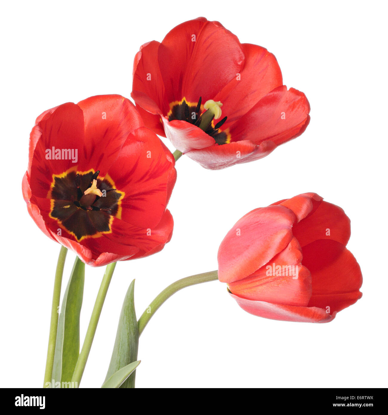 Three red tulip flowers isolated on a white background Stock Photo - Alamy