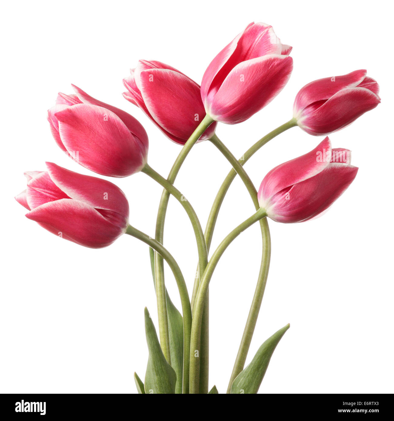 Six floral hi-res stock photography and images - Alamy