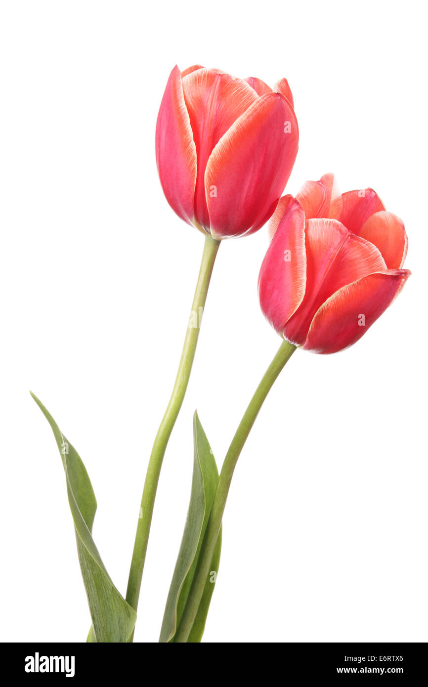Two tulip flowers hi-res stock photography and images - Alamy