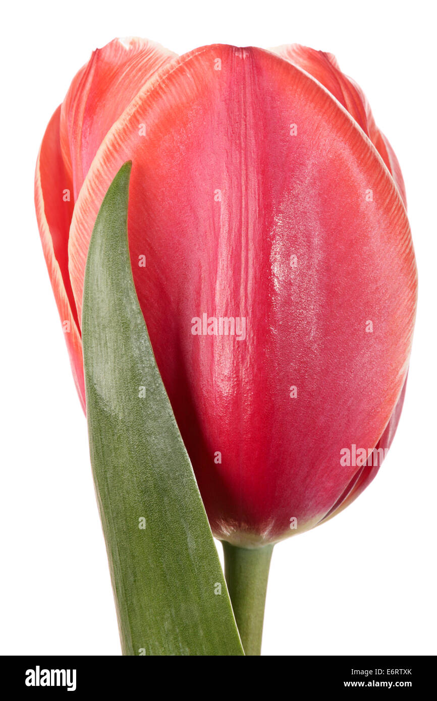 Close-up single pink tulip flower isolated on a white background Stock ...