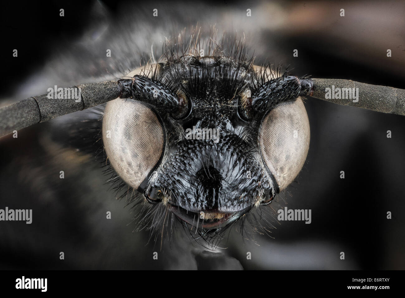 Scolia species hi-res stock photography and images - Alamy