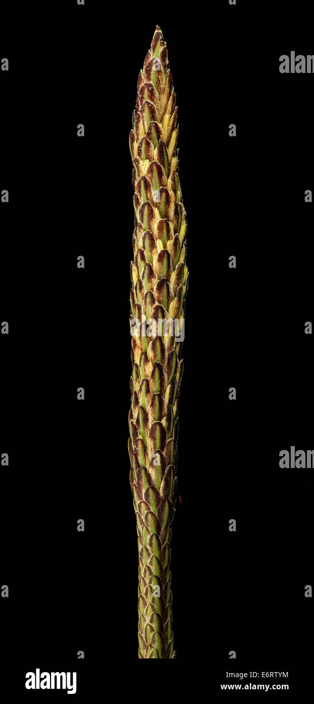 Finzel swamp hi-res stock photography and images - Alamy