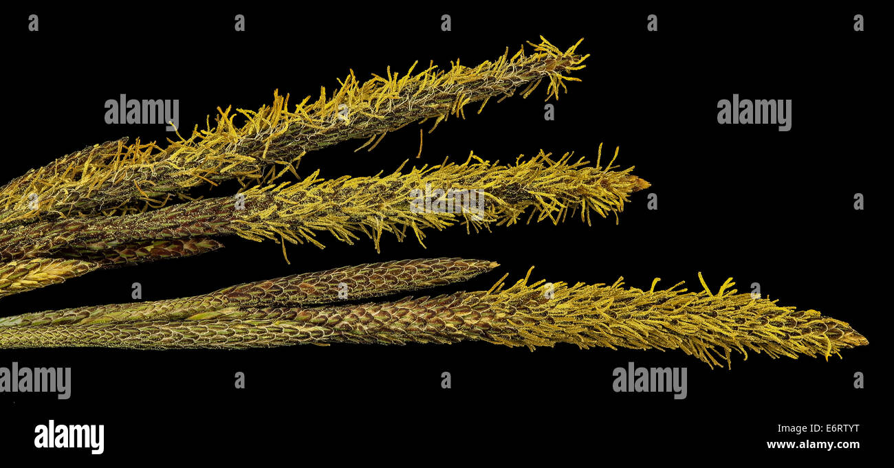 This image shows a sedge plant blooming near Finzel Swamp in western ...