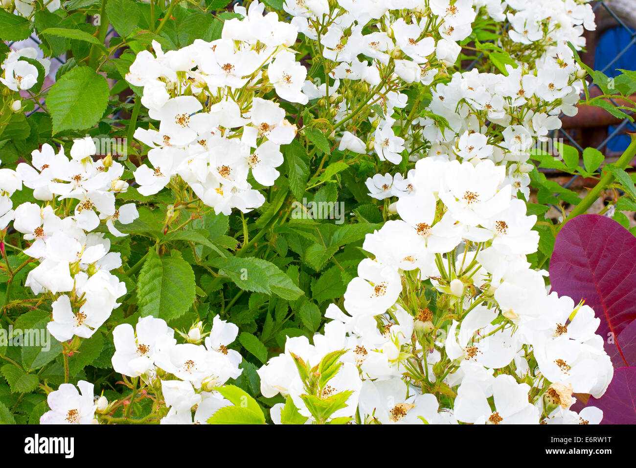 Multiflora rose hi-res stock photography and images - Alamy