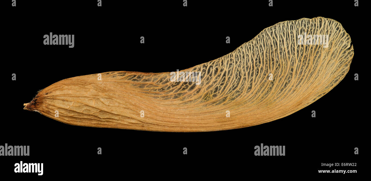 A photograph of Acer saccharinum, the silver maple, showing its winged ...