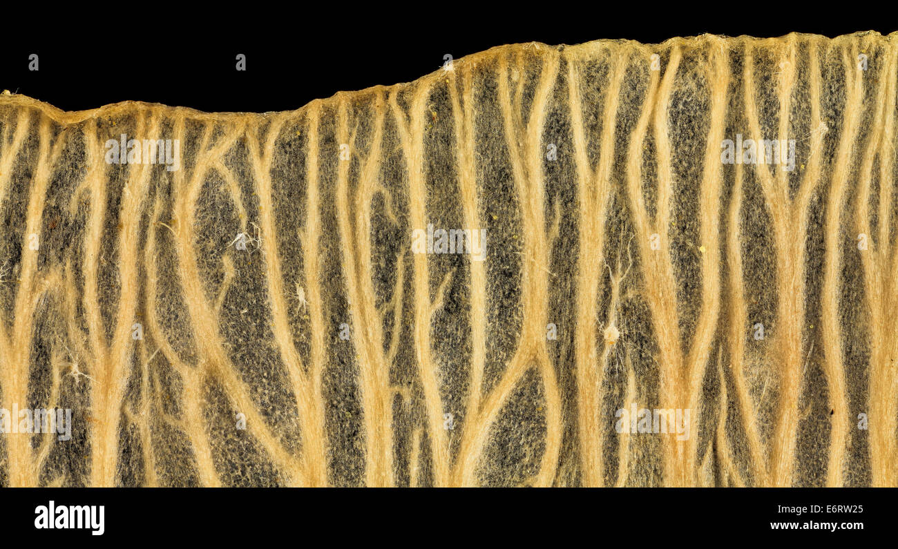 This close-up photo showcases the samara wing of a silver maple (Acer ...