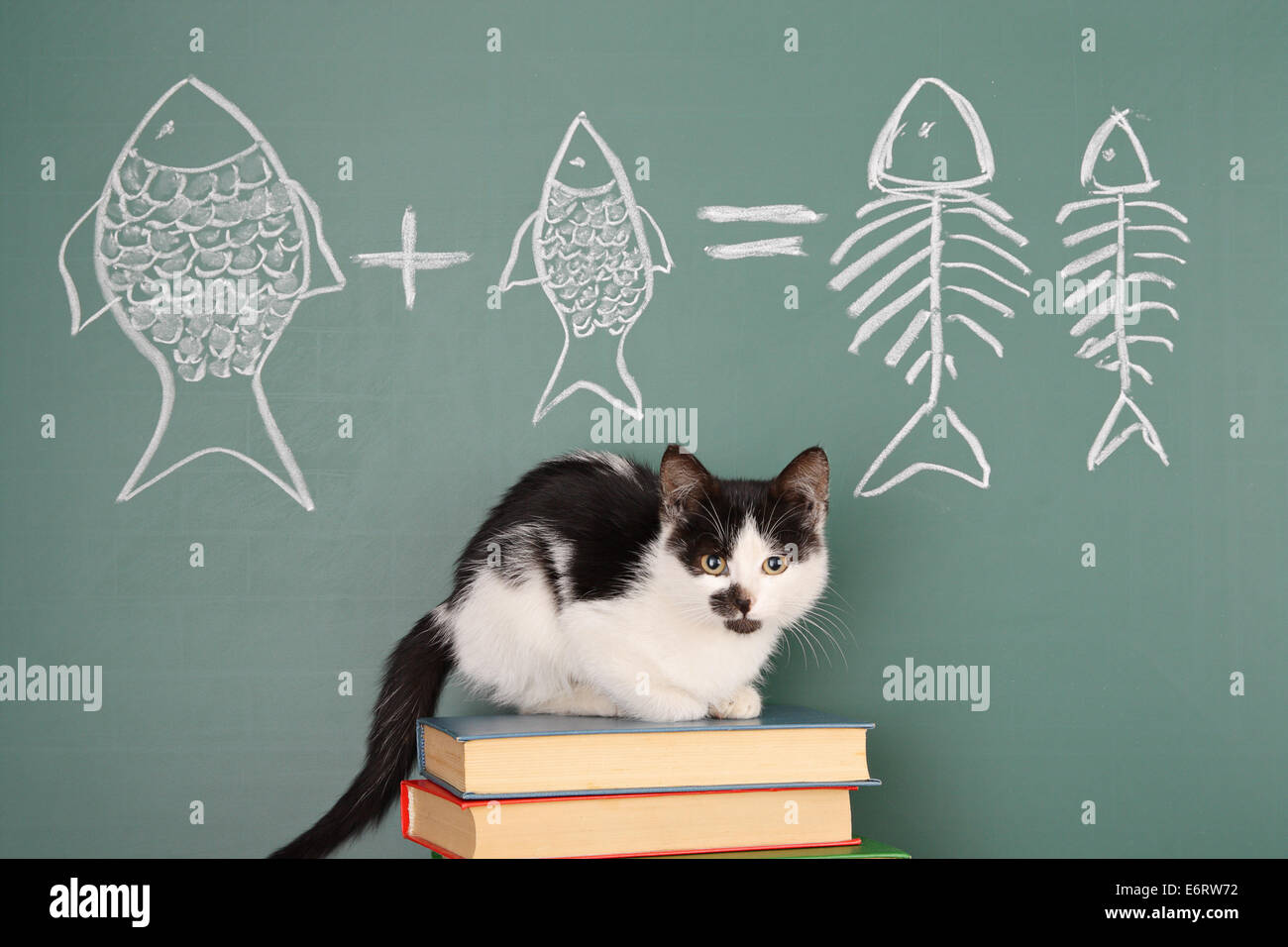 Joke about a cat studying arithmetic Stock Photo - Alamy