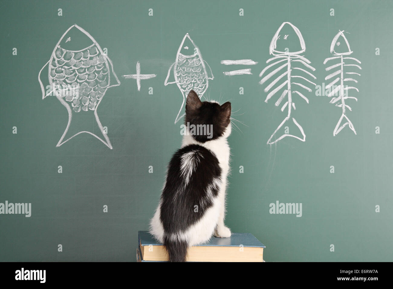 Clever Cat