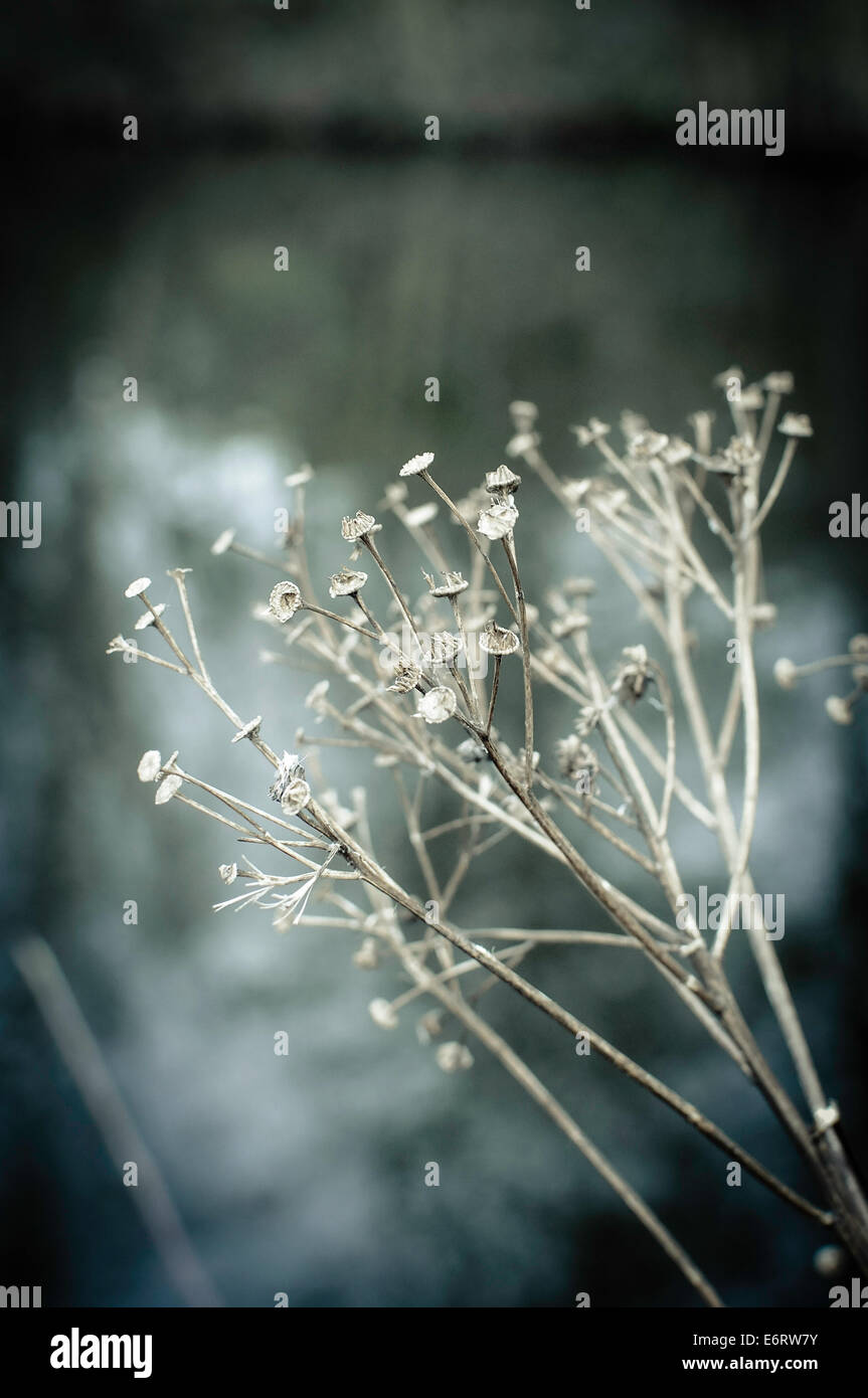 Brittle flower stalks that have become dead over the winter Stock Photo ...