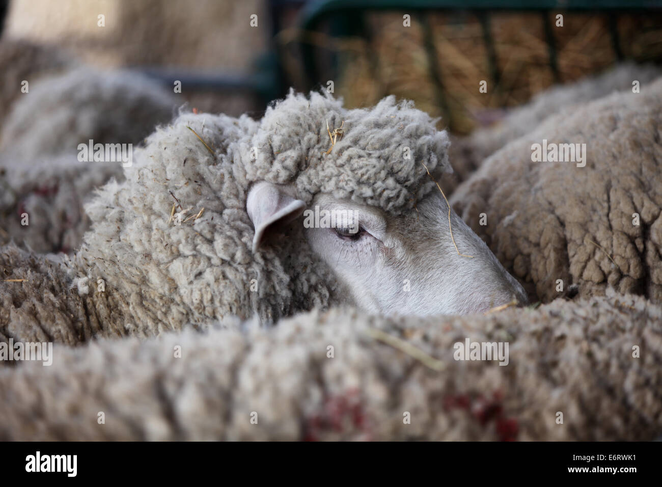 Crowd of sheep hi-res stock photography and images - Alamy