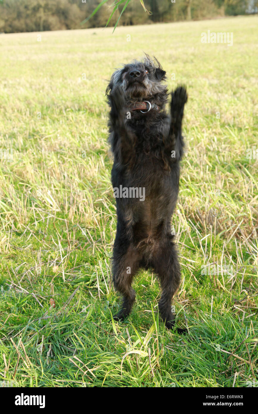 Canine dancing hi-res stock photography and images - Alamy
