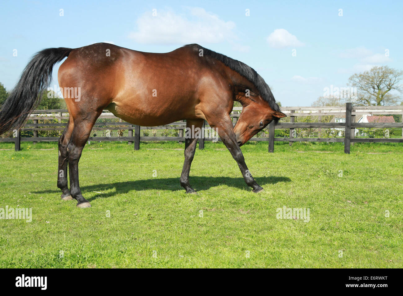 Horse bowing hi-res stock photography and images - Alamy