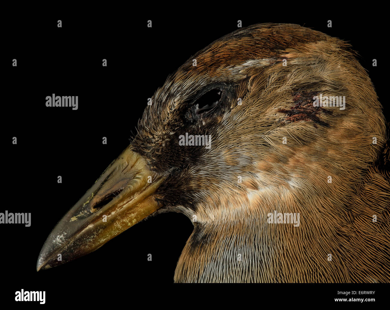 sora, face, dc 2014-05-05-170037 ZS PMax 14119053754 o sora, face, dc ...