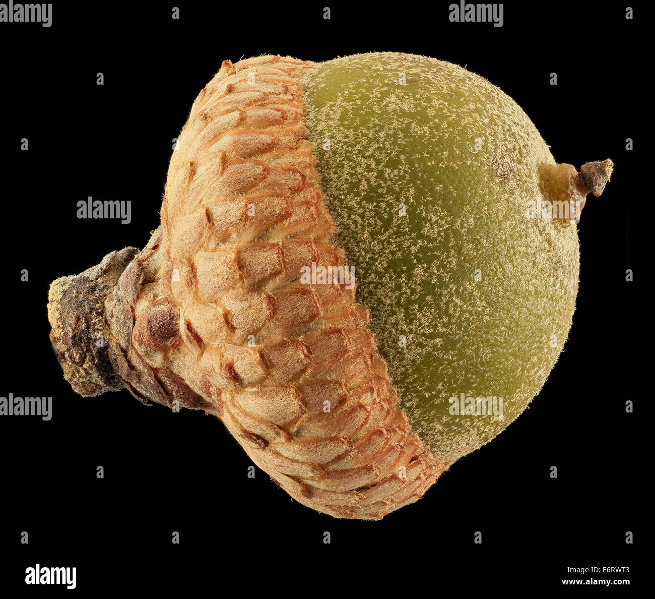 This macro image captures a Southern Red Oak (Quercus falcata) acorn ...