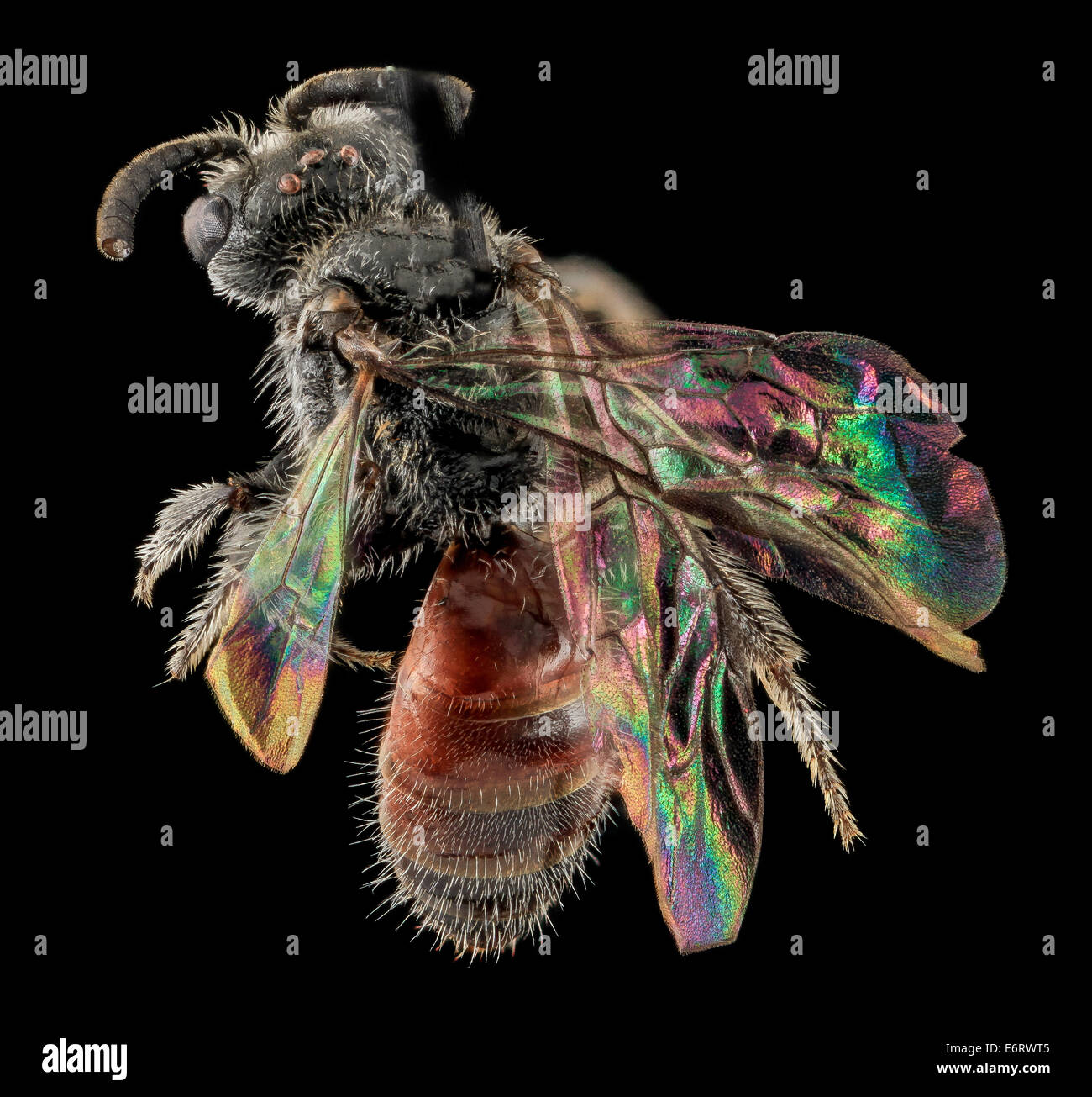 The female Sphecodes brachycephalus, a type of sweat bee, was ...