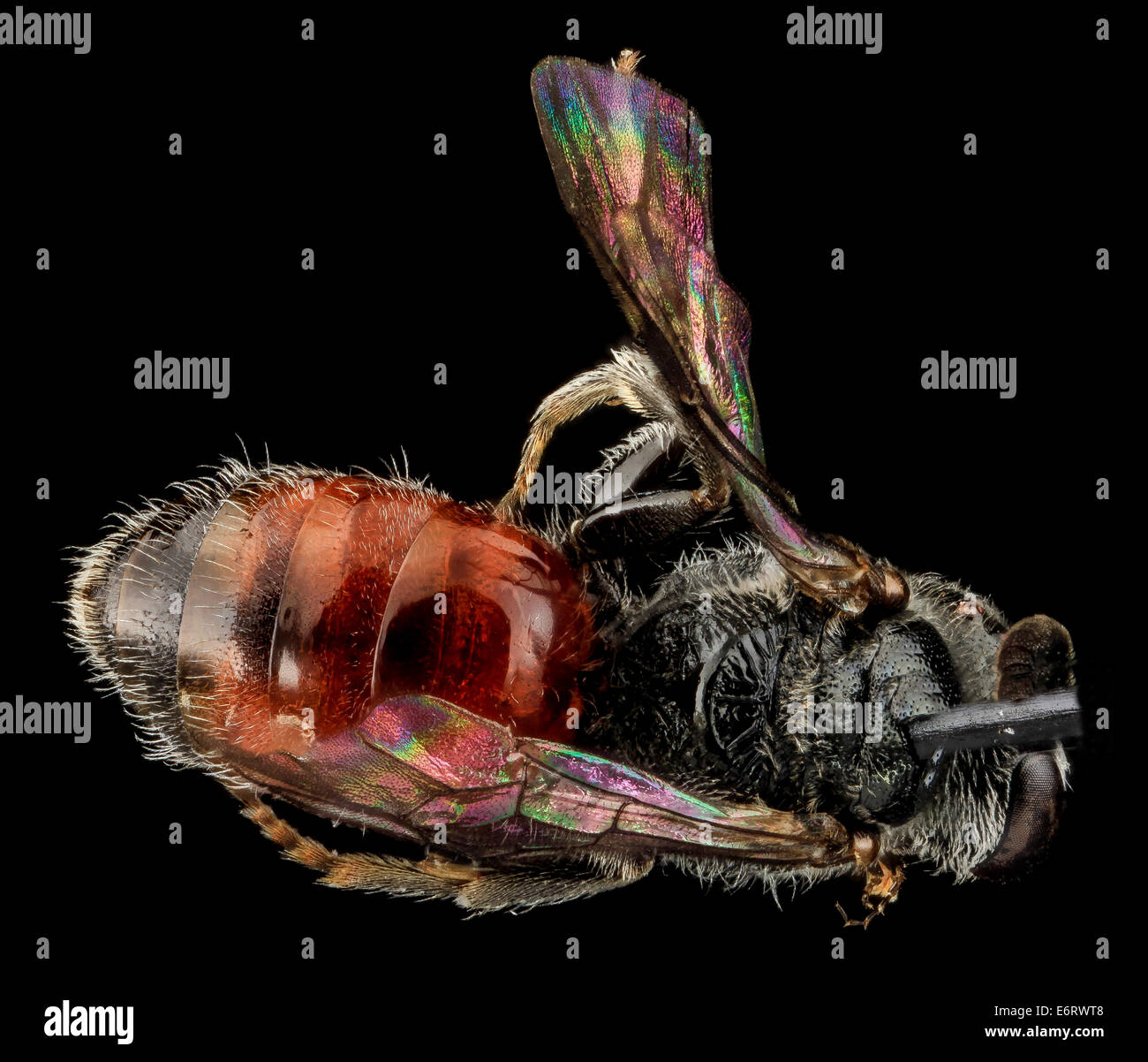 This image captures a female Sphecodes species bee from Puerto Rico ...