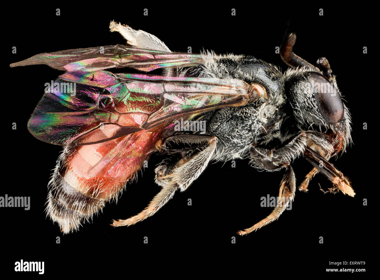 Sphecodes Sp High Resolution Stock Photography and Images - Alamy
