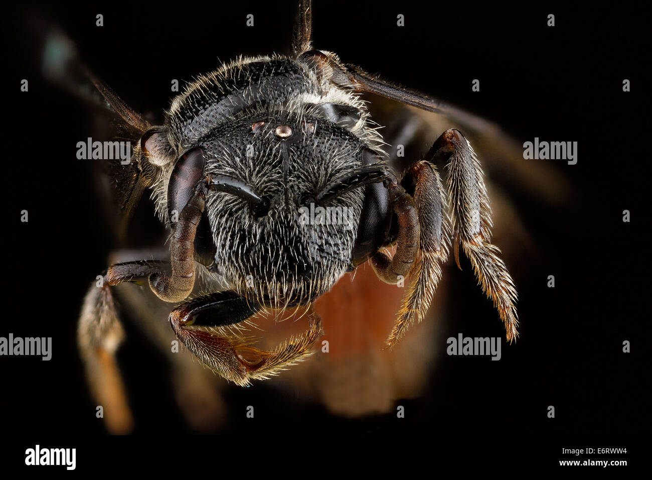 This close-up photograph features a female Sphecodes bee, emphasizing ...