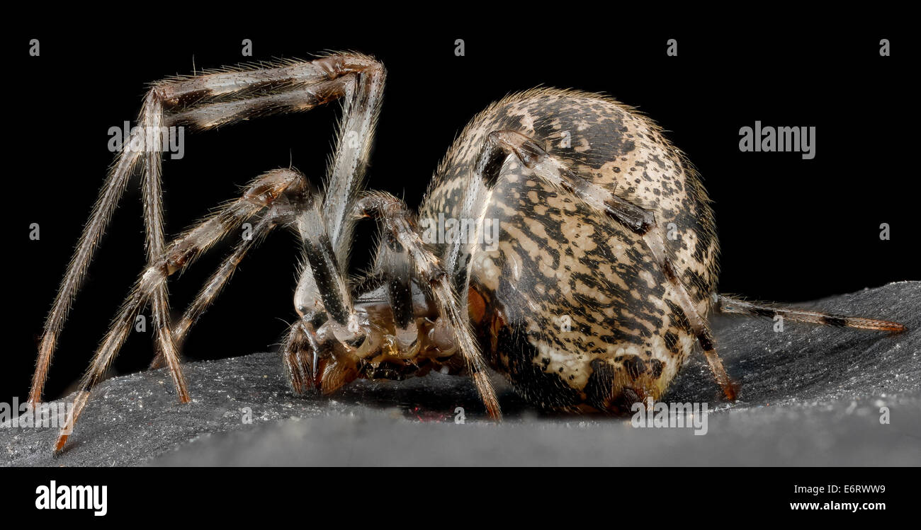 Underneath view spider hi-res stock photography and images - Alamy