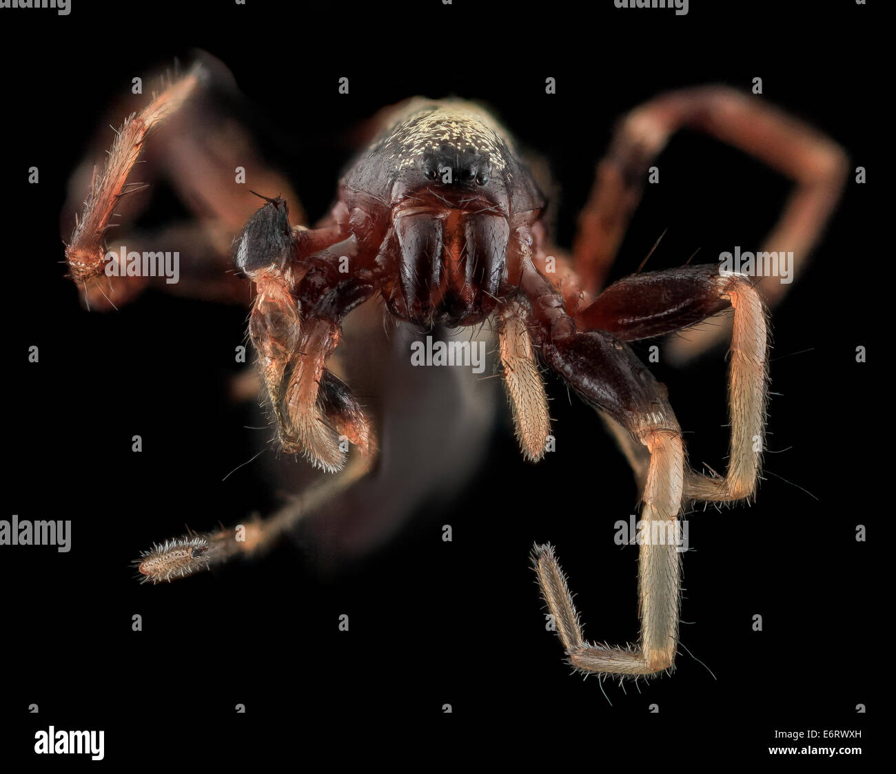 This close-up image captures the face of a spider from Upper Marlboro ...