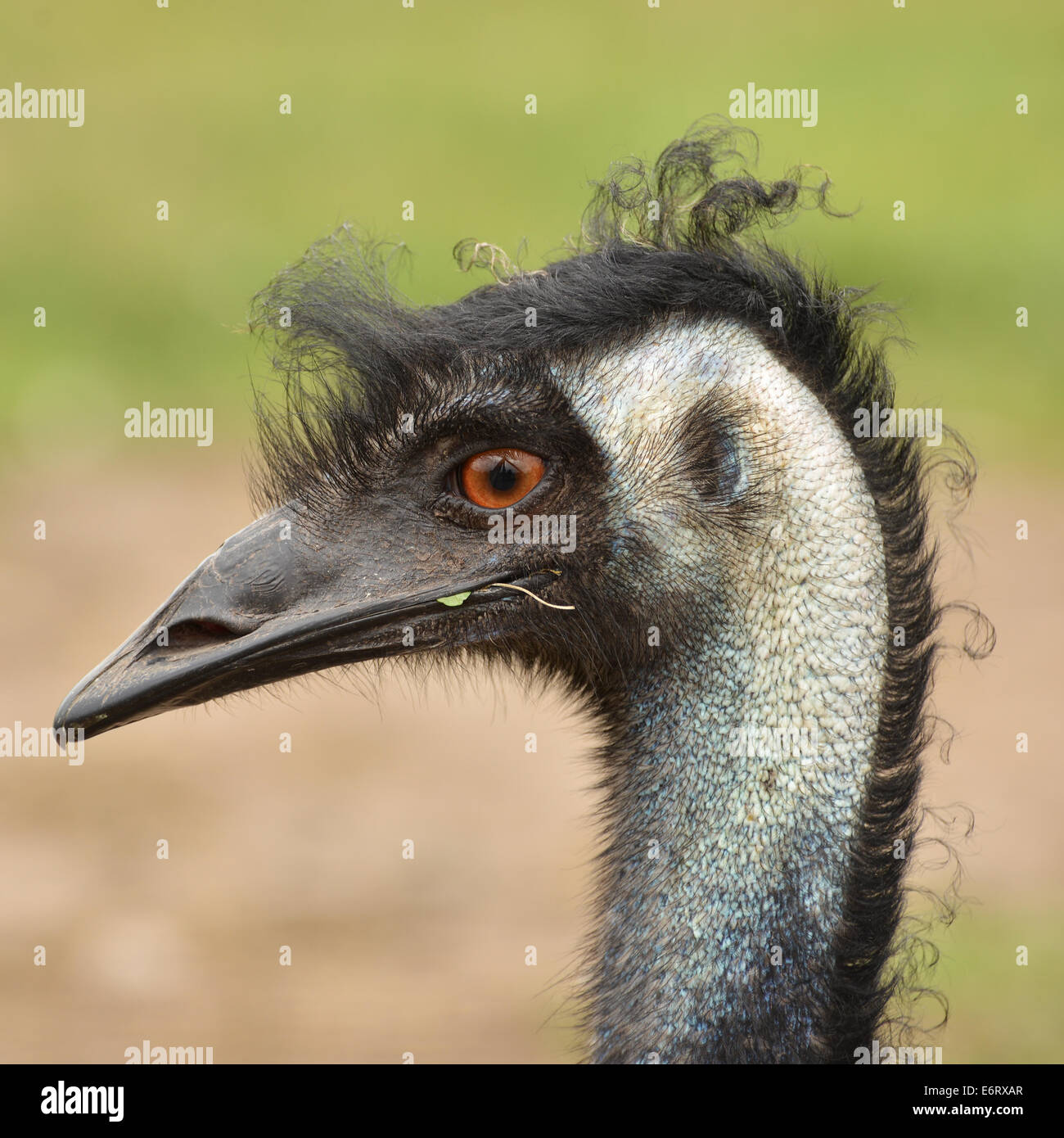 Close up photo of black Ostrich head Stock Photo - Alamy