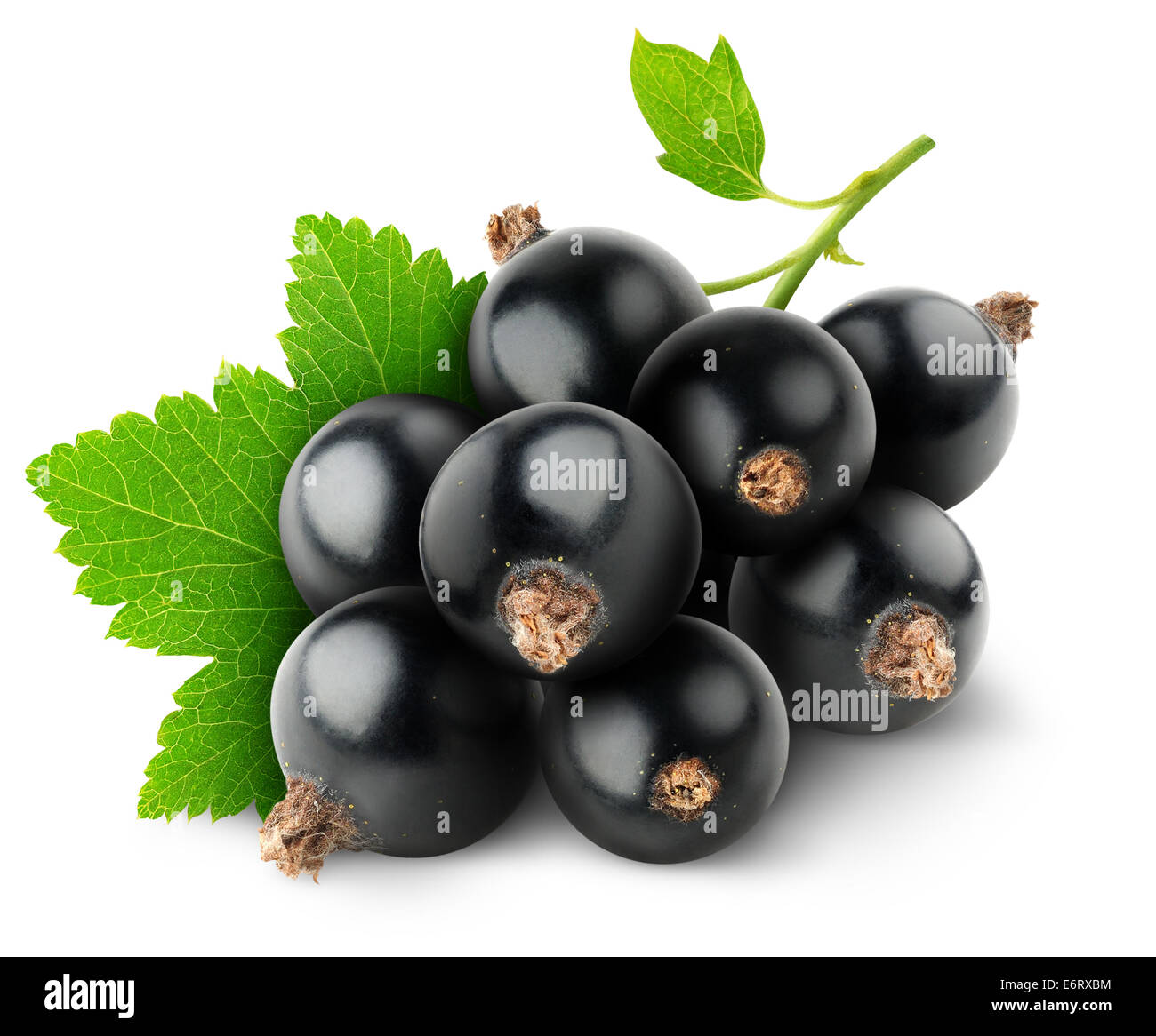 Black currants on white background Stock Photo - Alamy