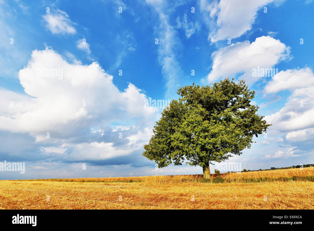 Beautiful summer landscape with green trees and blue sky Stock Photo ...