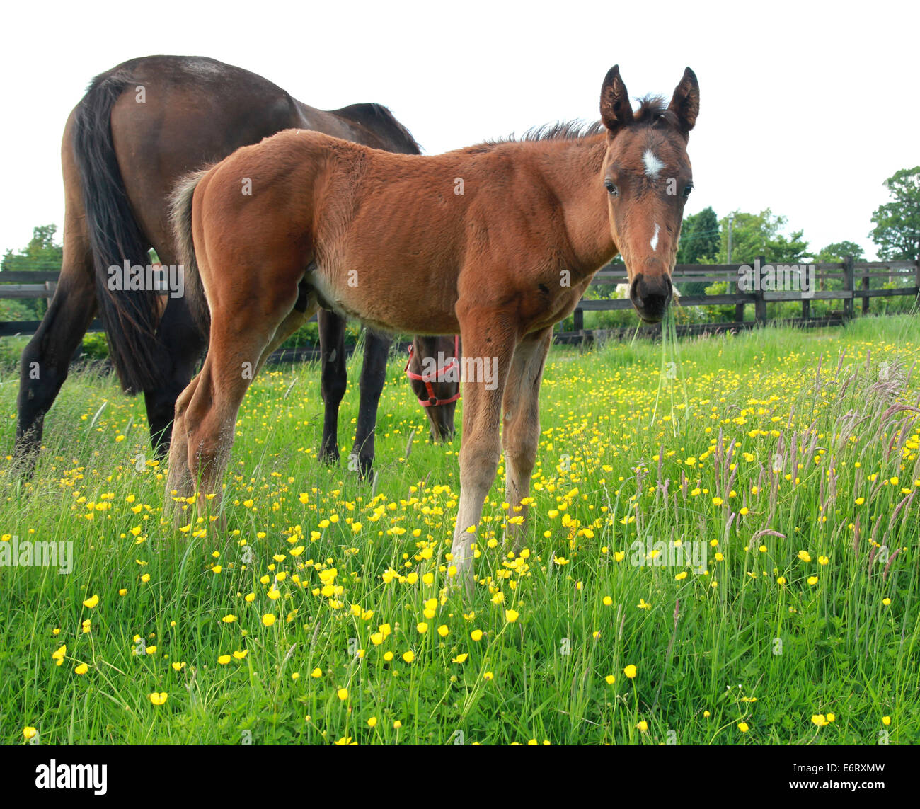 Foal Eating Buttercups Stock Photo - Alamy