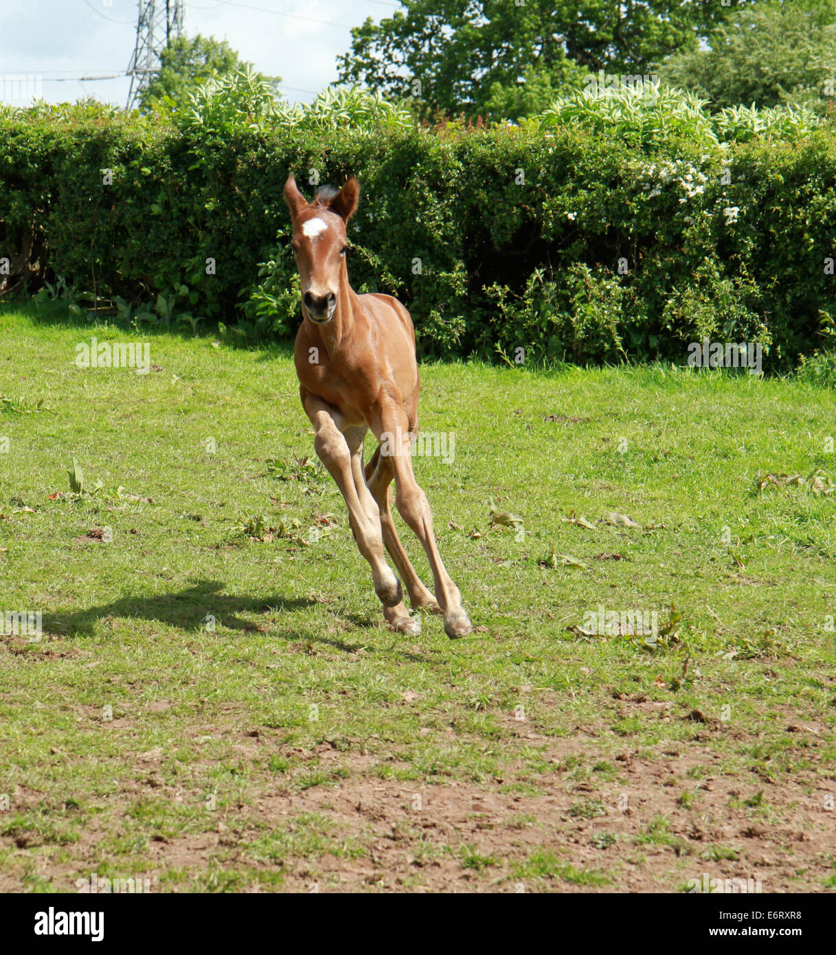 Cantering hi-res stock photography and images - Alamy