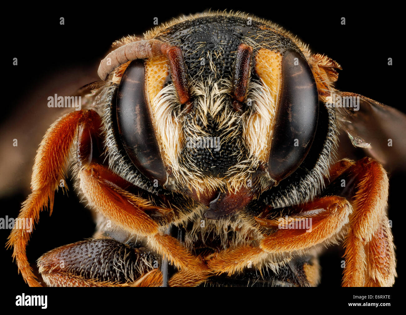 Stelis australis, a parasitic bee species, is shown in this close-up ...