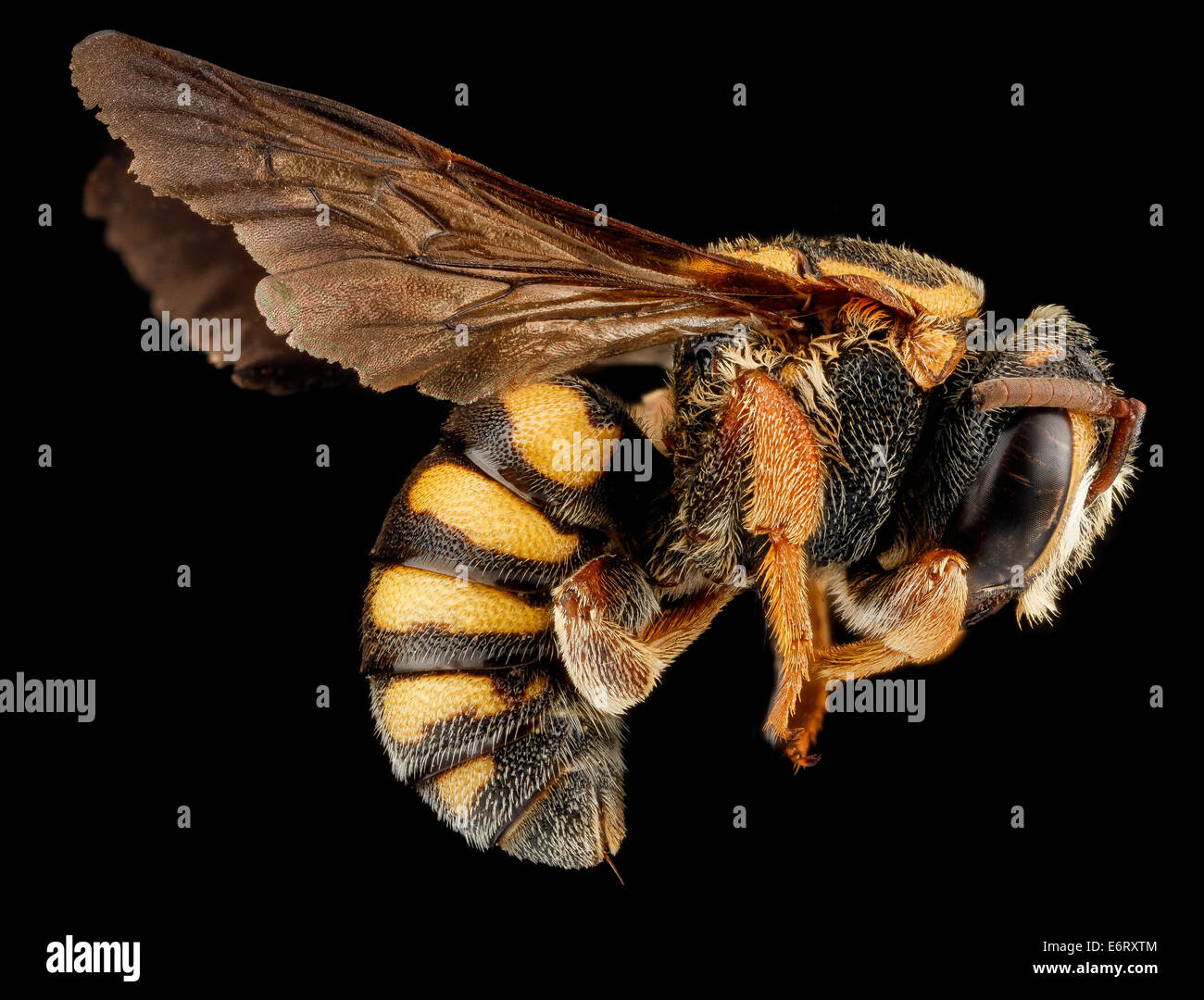This image captures Stelis australis, a nest parasite bee species ...