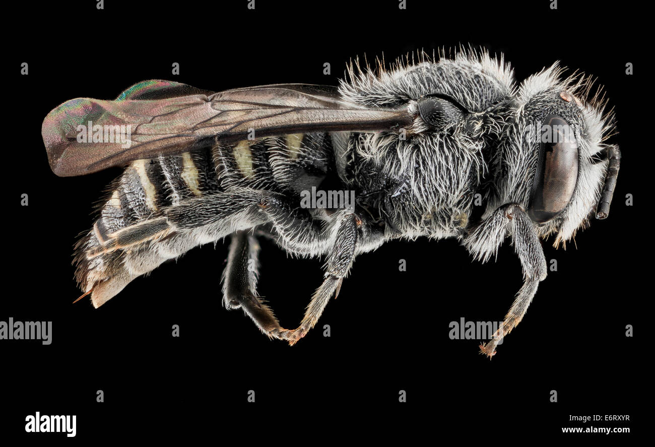 A rare male Stelis labiata bee photographed in Moore County, North ...