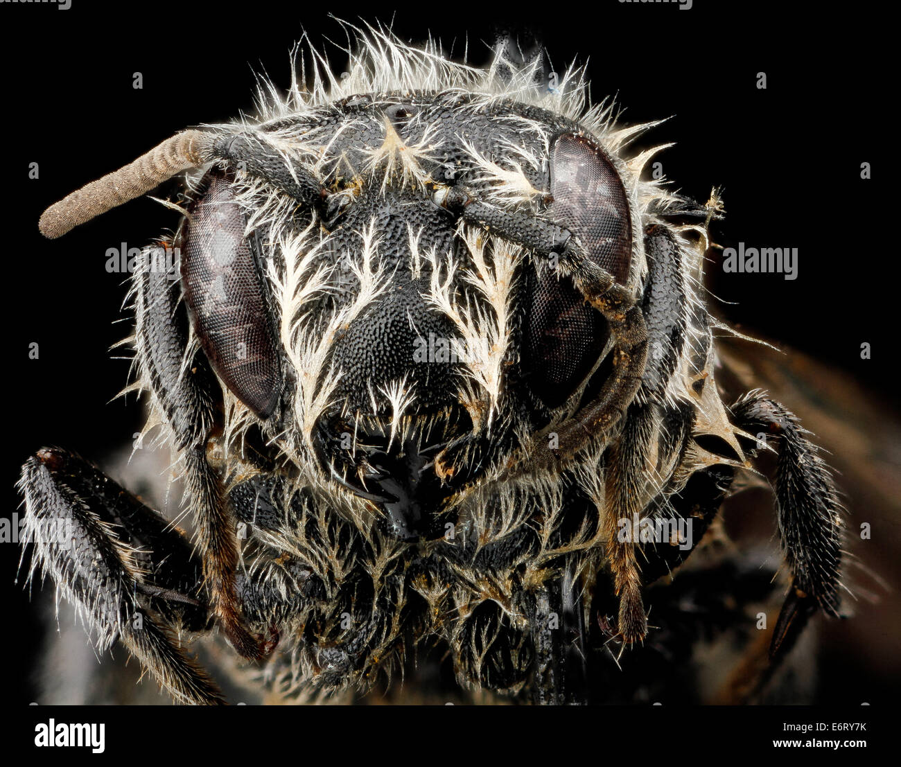 Stelis nitida, a male bee species, photographed in the Catoctin ...