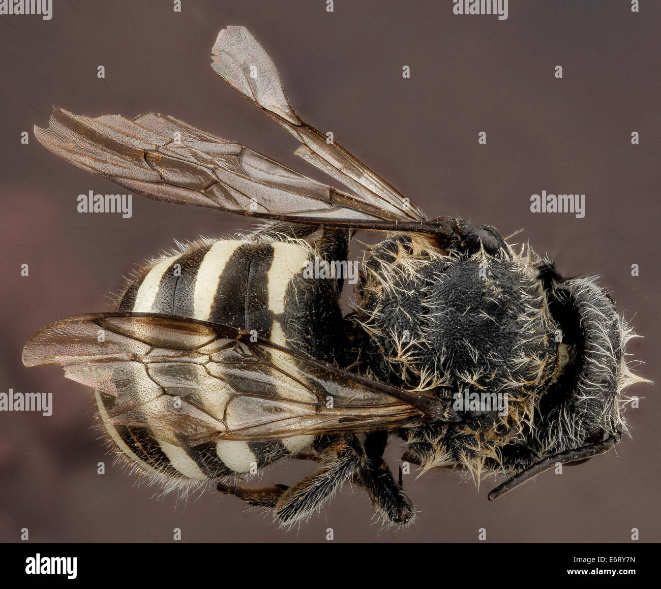 This image features a male Stelis nitida bee from Catoctin Mountain ...