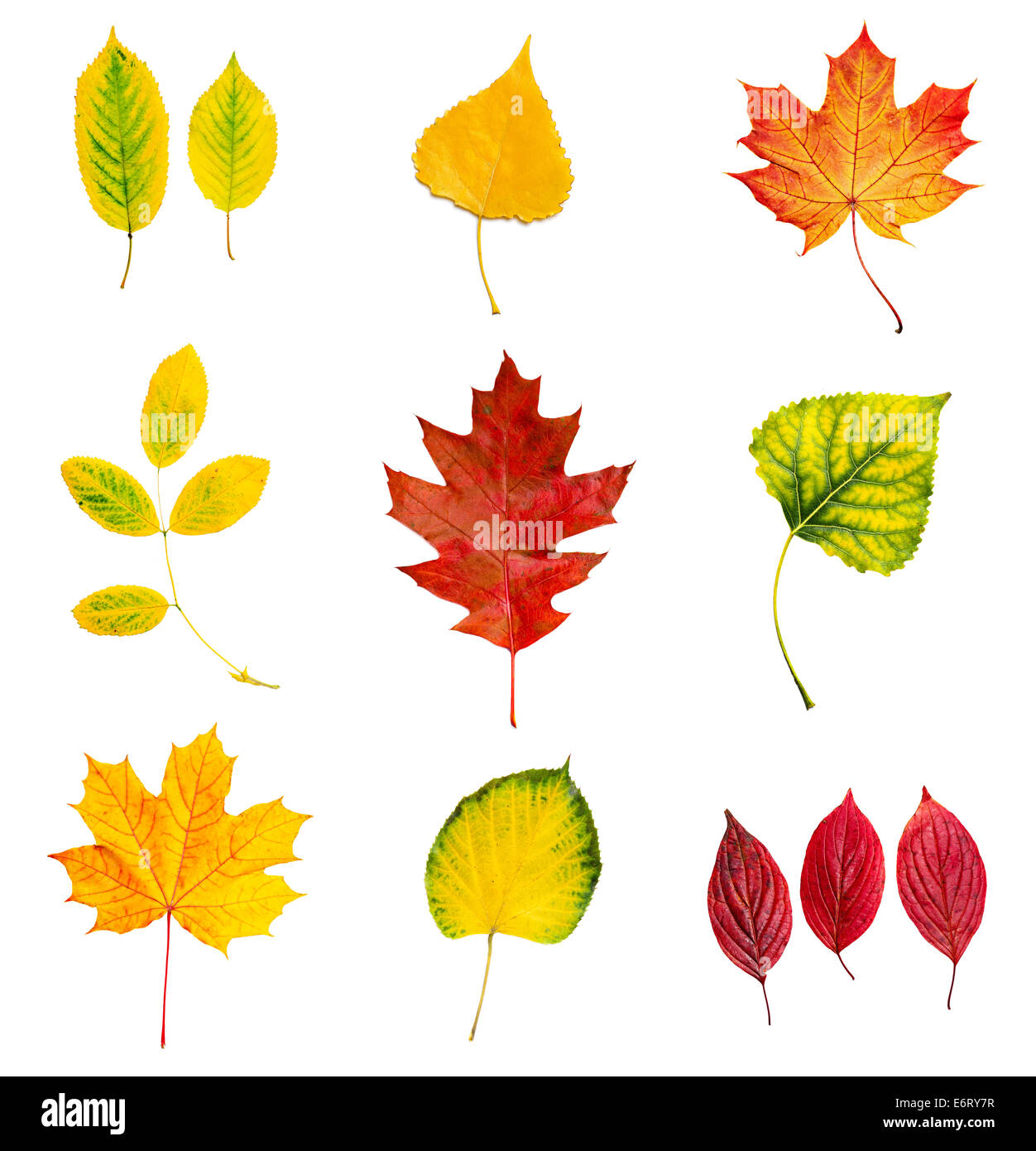 Autumn leaves set Stock Photo - Alamy