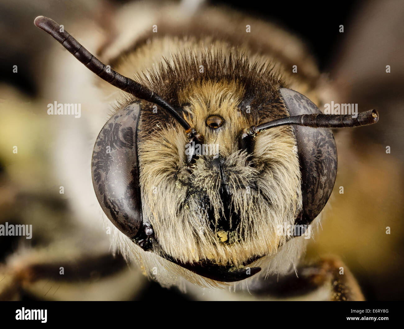 Stenotritus pubescens, a fast-flying bee species from Australia, was ...