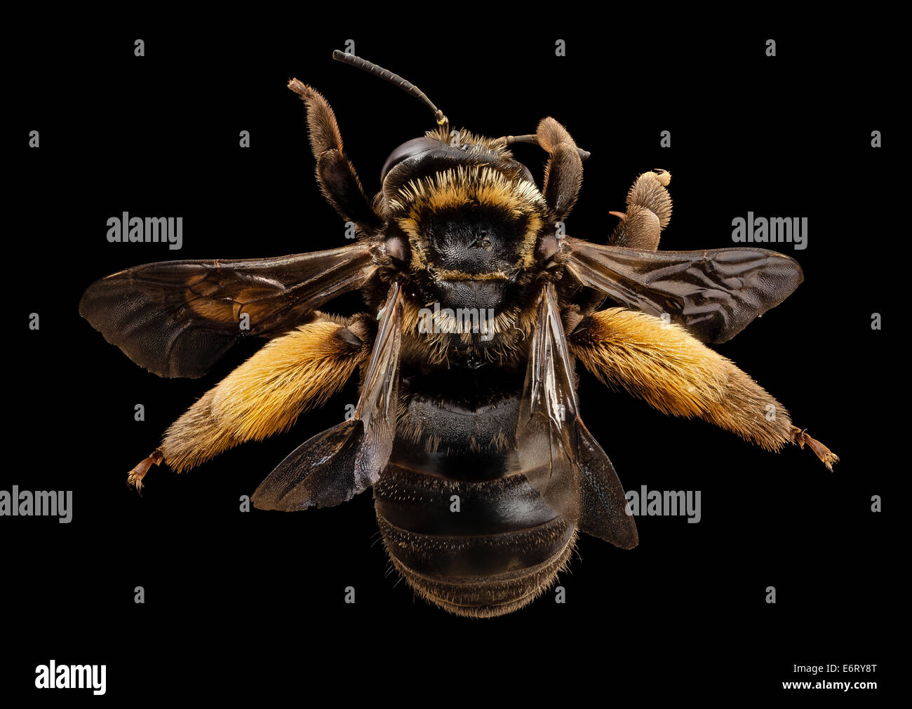 This image captures the back view of a female Svastra obliqua, a long ...