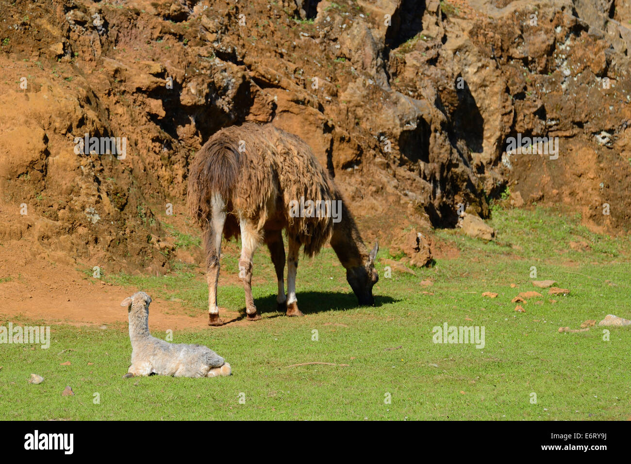 Llama (Lama glama) in the Natural Park of Cabarceno, Cantabria, Spain ...